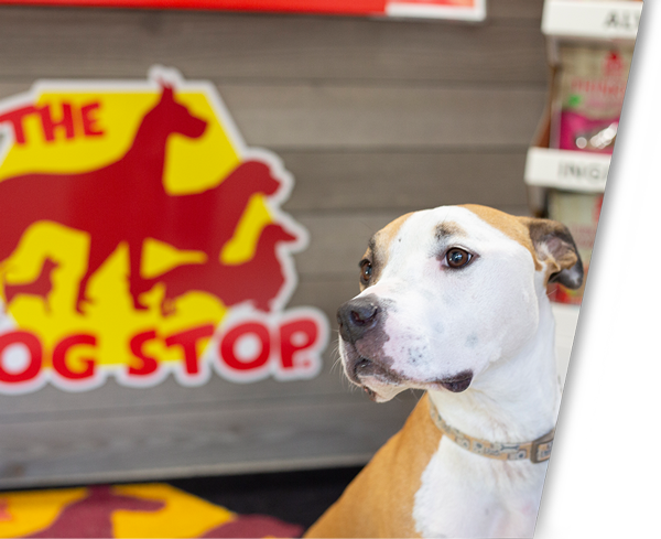 The Dog Stop LA | Join the adventure